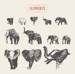 Elephants Pencils Vector Images (over 390)