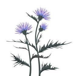 Thistle with leaves Royalty Free Vector Image - VectorStock