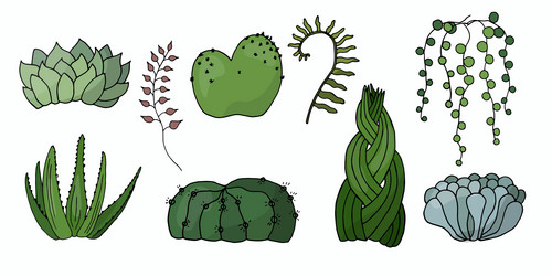 Succulents Vector Images (over 42,000)