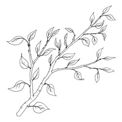 Branch Vector Images (over 510,000)