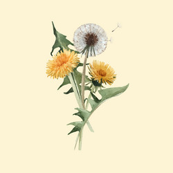Watercolor daisy set Royalty Free Vector Image