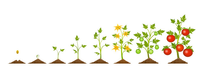 Tomato Growth Stages Royalty Free Vector Image
