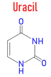 Uracil nucleobase molecule skeletal formula Vector Image