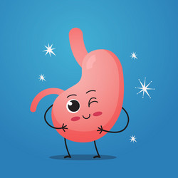 Calm happy stomach digestion mascot with smiling Vector Image