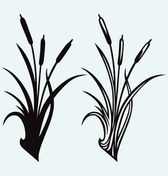 Reed Royalty Free Vector Image - VectorStock