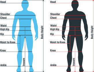 Male size chart anatomy human character people Vector Image