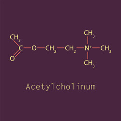 Acetylcholine is an organic chemical Royalty Free Vector
