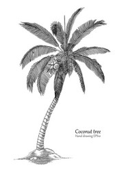 Drawing Coconut Tree Vector Images (over 5,500)
