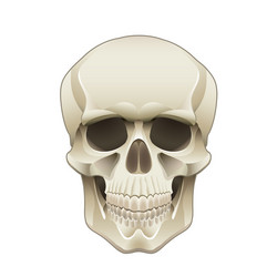 Skull Front Facing Vector Images (over 1,500)