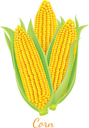 Corn yellow flat icon food natural Royalty Free Vector Image