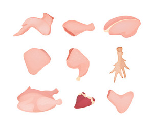 A set of pieces raw chicken meat Royalty Free Vector Image