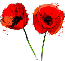 Poppy Royalty Free Vector Image - VectorStock