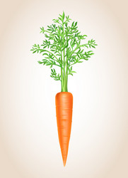 Carrot root vegetable cartoon Royalty Free Vector Image