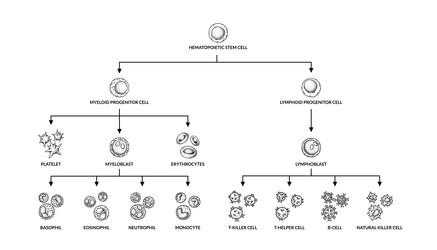 Red blood cells development erythropoiesis Vector Image
