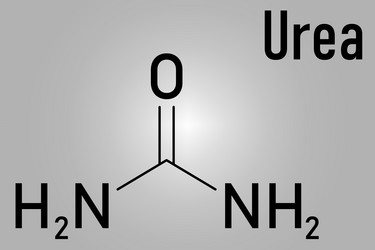 Urea or carbamide molecule skeletal formula Vector Image