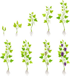 Grape Growth Stages Vector Images (43)