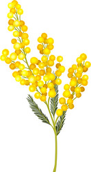 Yellow Wattle Vector Images (over 130)