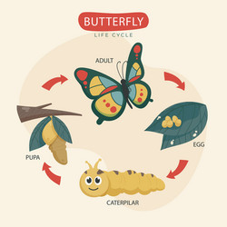 Butterfly Life Cycle Vector Images (over 560)