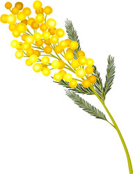 Yellow Wattle Vector Images (over 210)