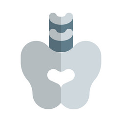 Pelvis in human anatomy basin-shaped complex Vector Image