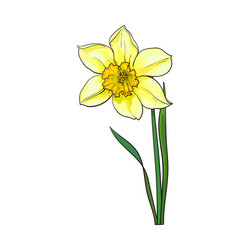 Poets daffodil or narcissus nargis pheasant s Vector Image