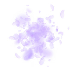 Violet flower petals falling down emotional roman Vector Image