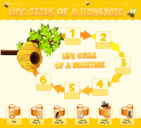 Honey bee life cycle Royalty Free Vector Image