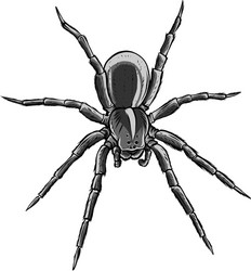 Cute little spiky cartoon spider Royalty Free Vector Image