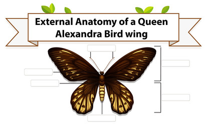 External anatomy of a butterfly worksheet Vector Image