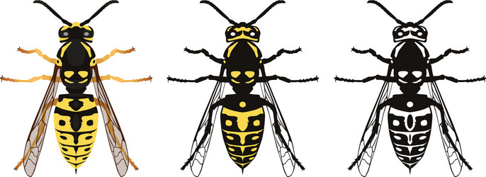 Animal Top View Vector Images (over 2,400)