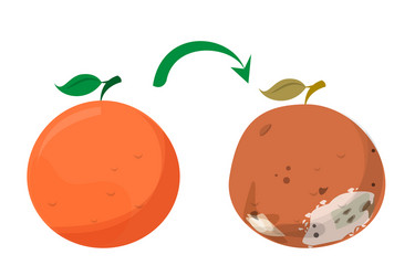 Rotten fruits vs fresh food waste Royalty Free Vector Image