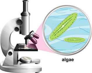 Microscopic Algae Vector Images (over 200)