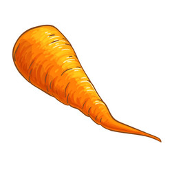Carrot root vegetable cartoon Royalty Free Vector Image
