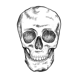 Skull Front Facing Vector Images (over 2,900)