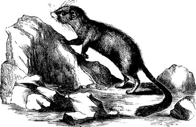 Rat Engraving Vector Images (over 280)