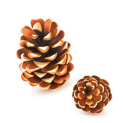 Pine cone Royalty Free Vector Image - VectorStock
