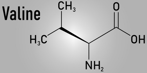 Valine amino acid molecule skeletal formula Vector Image