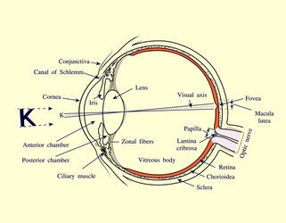 Sclera Structure Eye Vector Images (over 320)