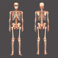 Set of skeleton human front back side view Vector Image