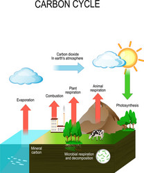 Carbon cycle Royalty Free Vector Image - VectorStock