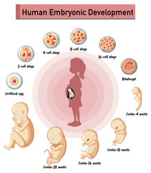 Showing stages in human embryonic development Vector Image