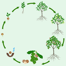 Cycle of growth macadamia tree on a white Vector Image