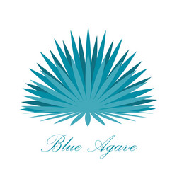 Blue agave or or tequila agave plant set Vector Image