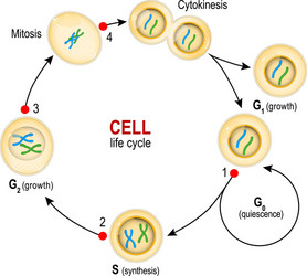 Cell Cycle Vector Images (over 1,200)