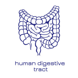 Human digestive tract icon Royalty Free Vector Image