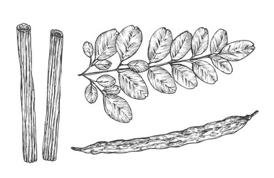 Malunggay Leaves Drawing