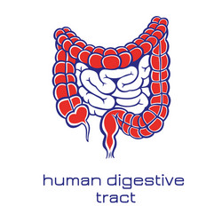 Human digestive tract icon Royalty Free Vector Image
