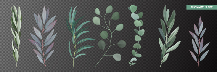 Eucalyptus Vector Images (over 17,000)