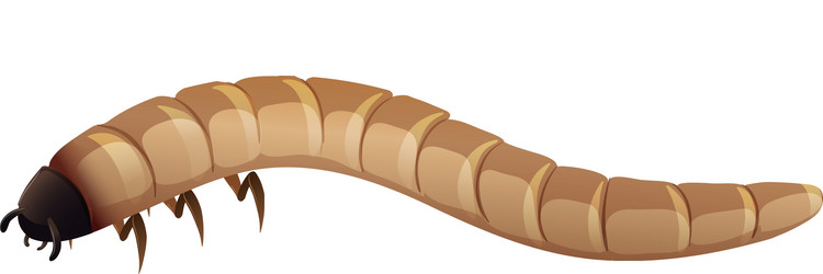 Worm Up Close Vector Images (66)