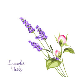 Label with lavender Royalty Free Vector Image - VectorStock